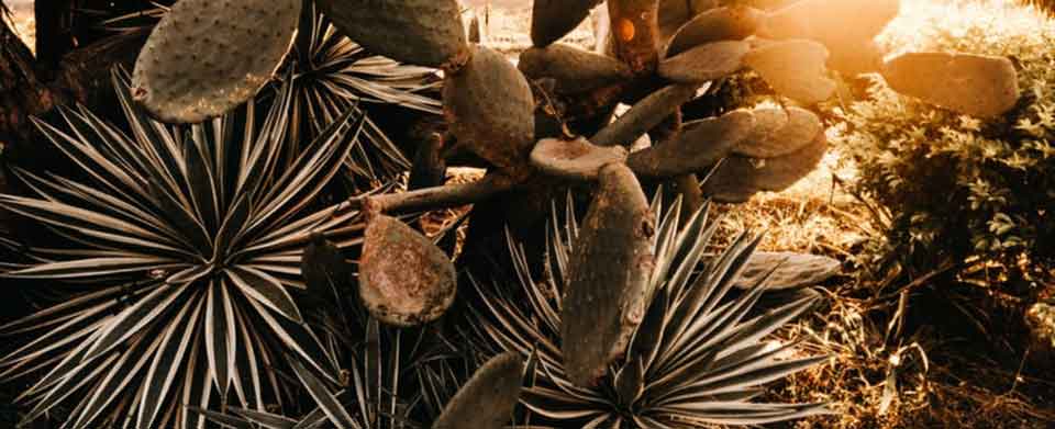 About | 株式会社CACTAS